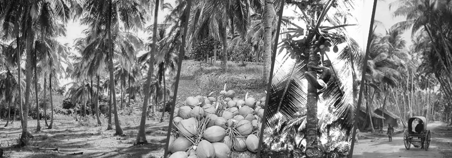 History of Sri Lankan Coconuts | Coco House | Ceylon Exports & Trading ...