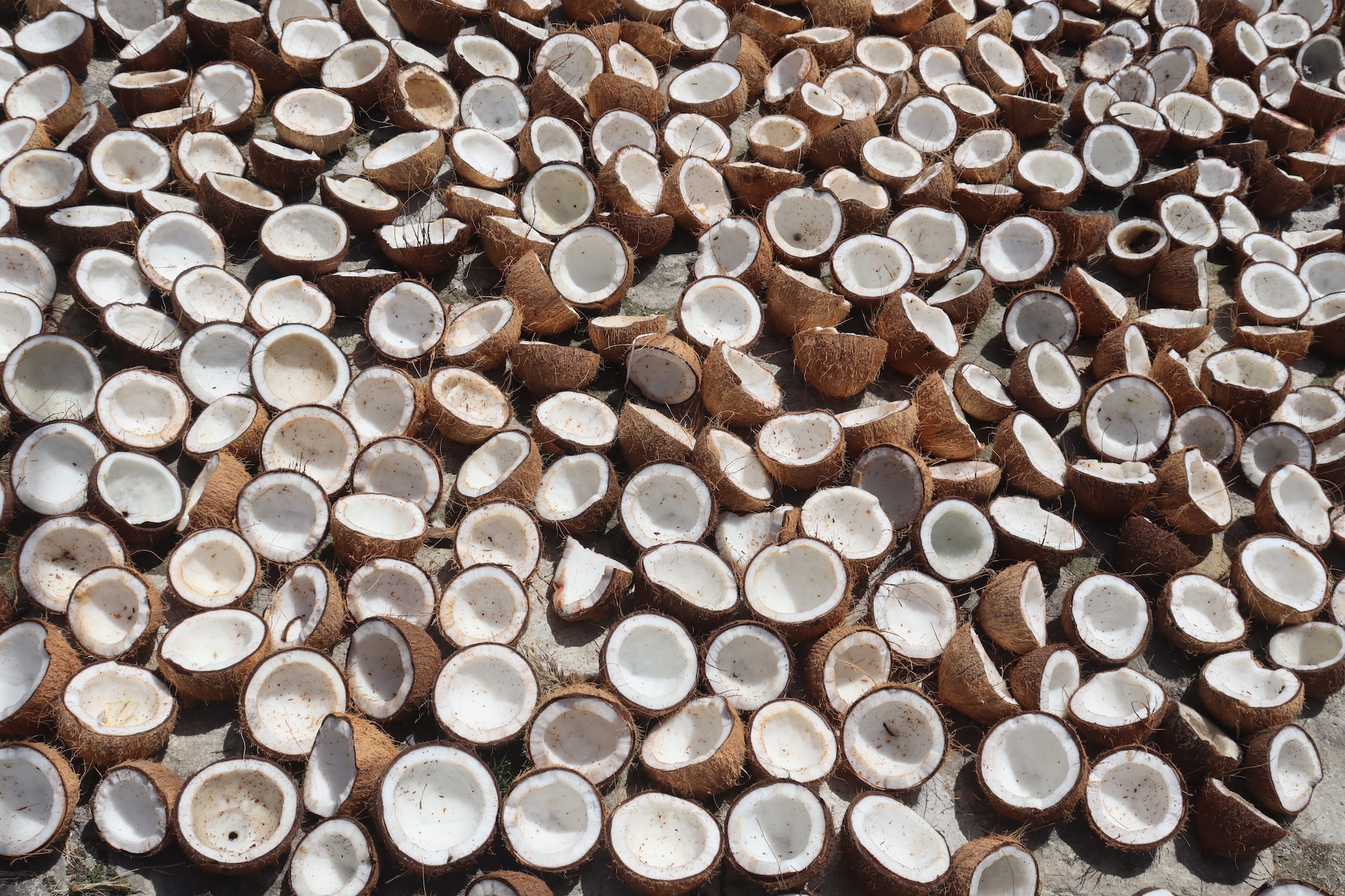 Exploring the Sustainability and Ethical Impact of Coconut Farming